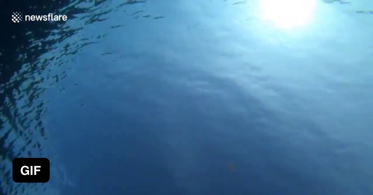 Mesmerising footage shows jellyfish spinning after getting caught in ...