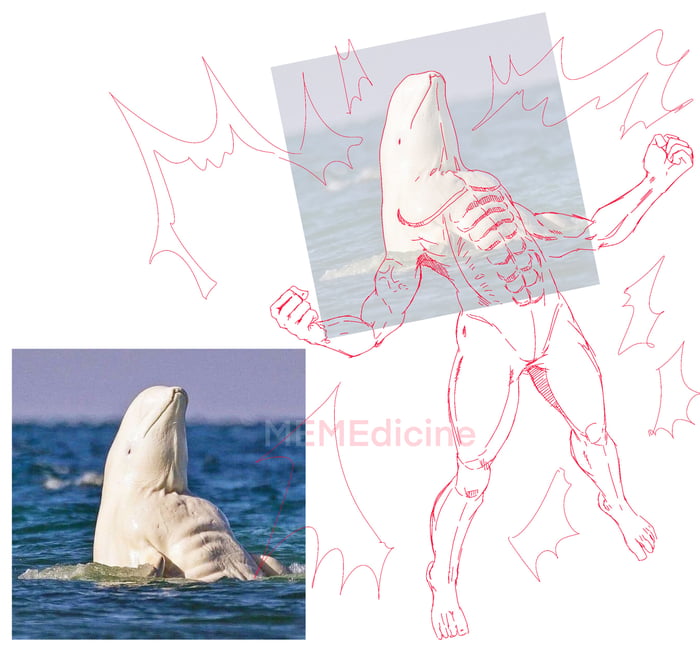 Strong doLphiN - 9GAG