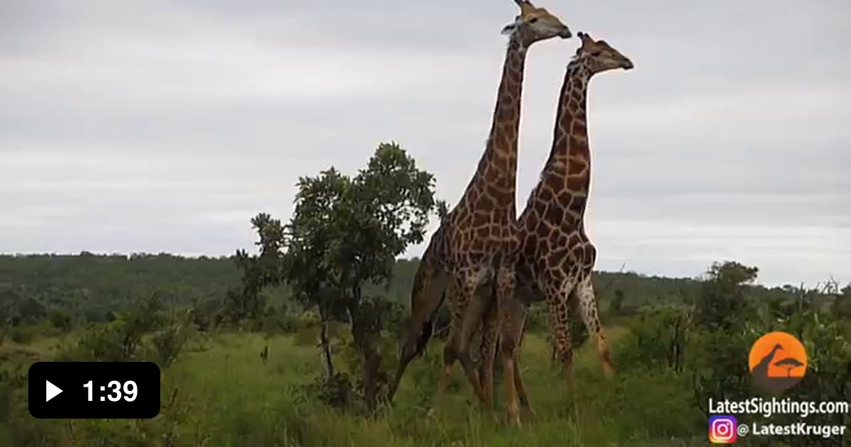 If you have ever wondered how giraffes fight - 9GAG