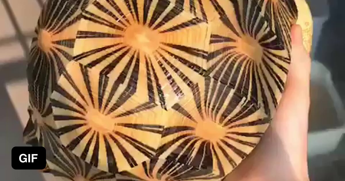 The shell of this tortoise - 9GAG