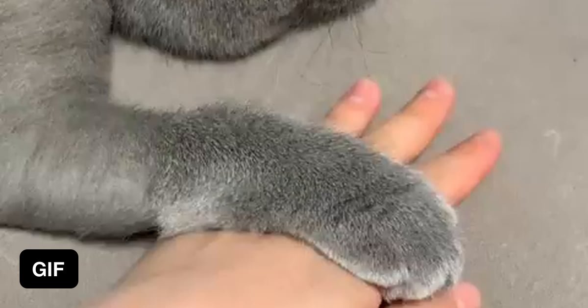 Meow hand on top - 9GAG
