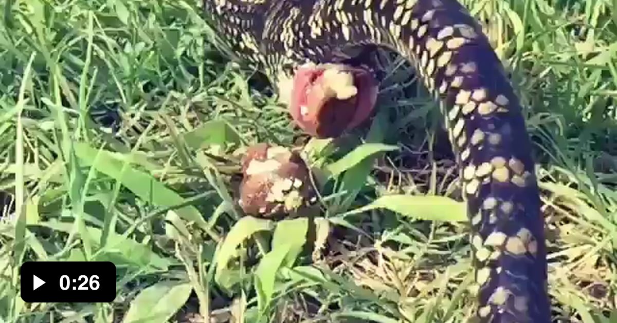 Yes, snakes can poop too. You are welcome. - 9GAG