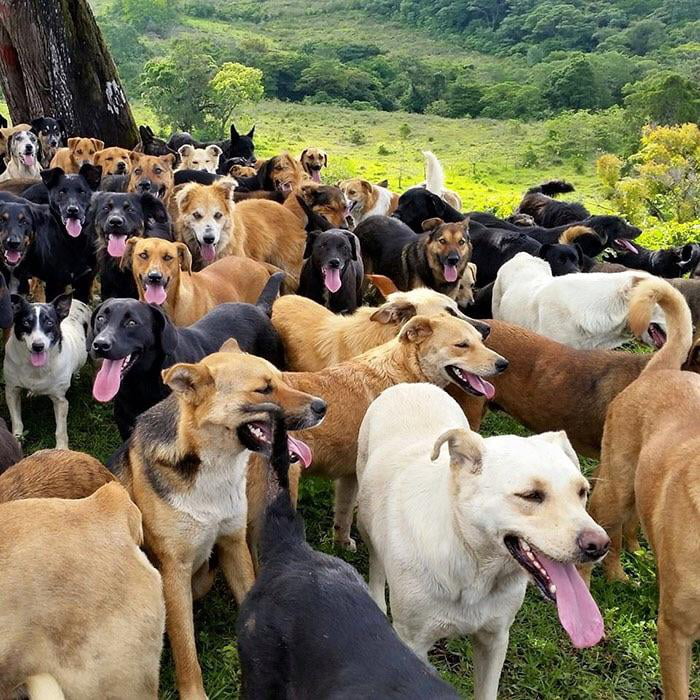 Territorio de Zaguates, aka Land of the Strays, is a privately funded ...