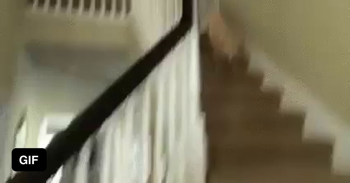 HUMAN! HI! WHAT'S U-- OH F**K F**K F**K-- HI FREN - 9GAG