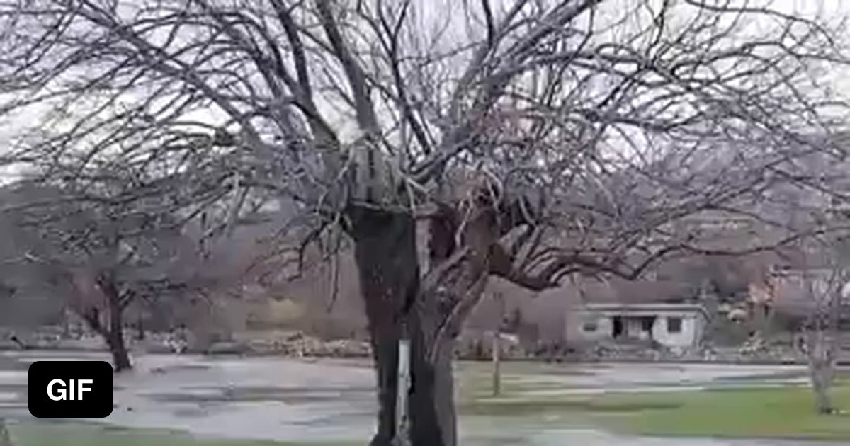 The crying tree! - 9GAG