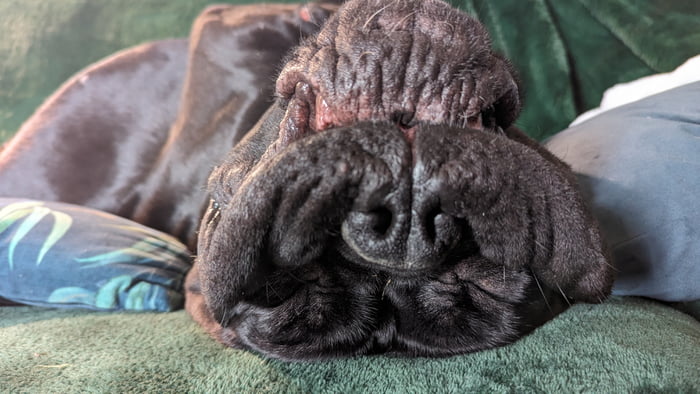 Default face - Unable to maintain stability when unconscious - (Please ...