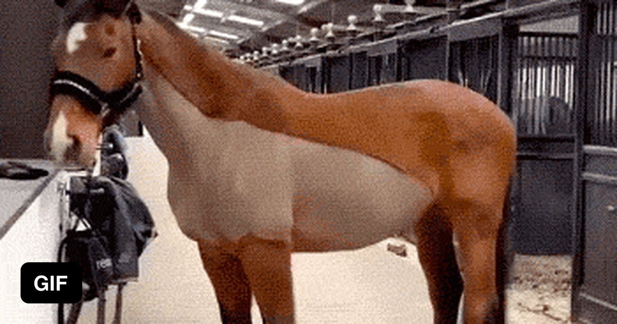 Bareback cowgirl - 9GAG