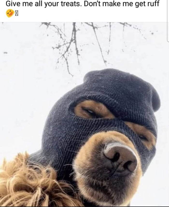 Ruff times for air bud - 9GAG