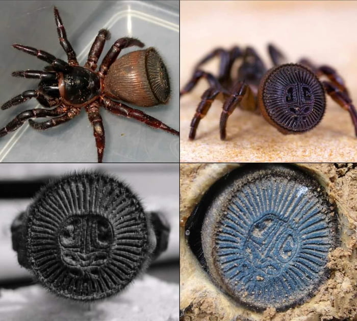 Cyclocosmia truncata, a trapdoor spider, uses its disc-shaped abdomen ...