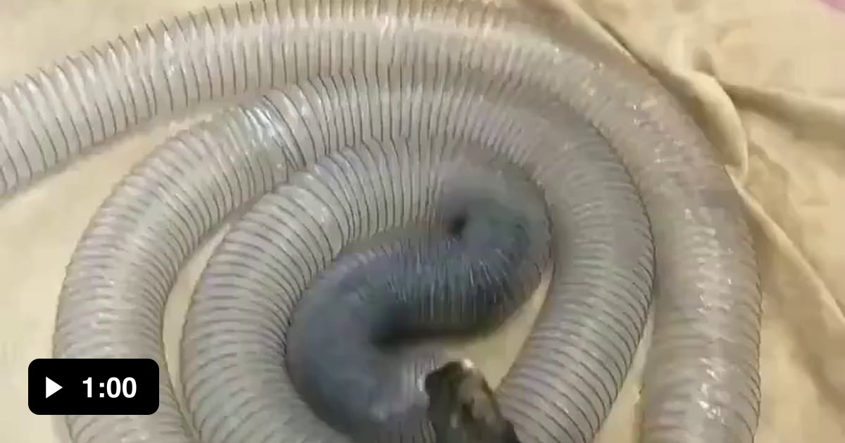 Two ferrets one pipe - 9GAG