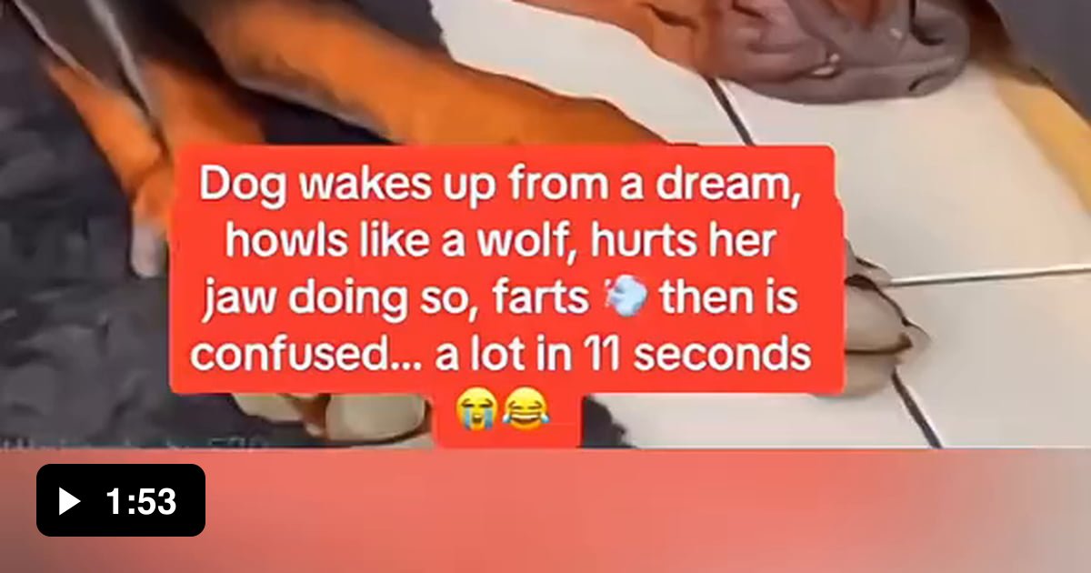 Dogs taking a 2 min break to dream - 9GAG