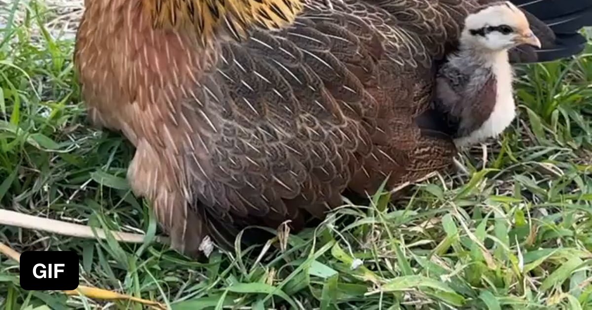Watching the chicks - 9GAG