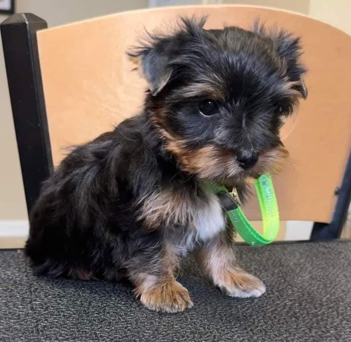 This yorkie puppy is still homeless and badly in need of a new home ...