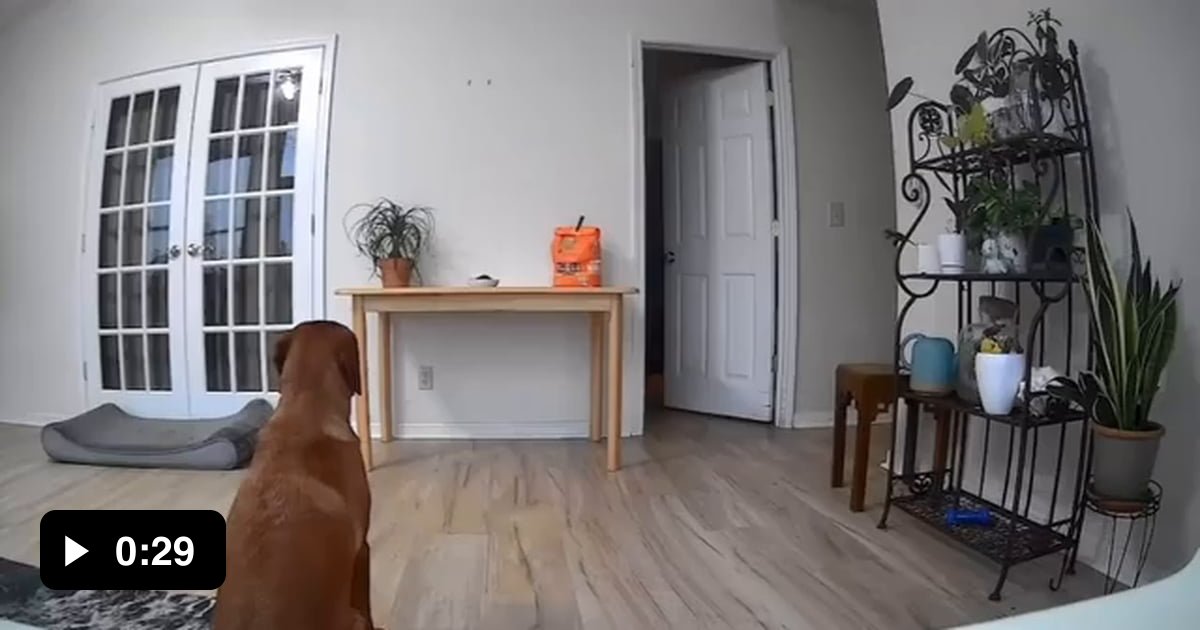 Dog moves security camera so he can eat food on the table - 9GAG