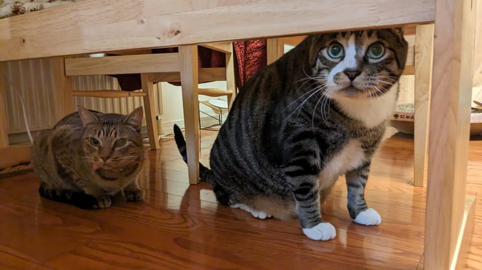 The size of my mother in law's cat compared to a normal cat - 9GAG