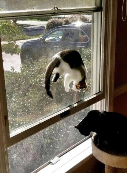 Luna is honing her zero-gravity abilities in preparation to become the ...