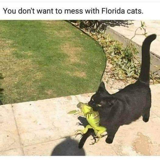 Florida cats - 9GAG