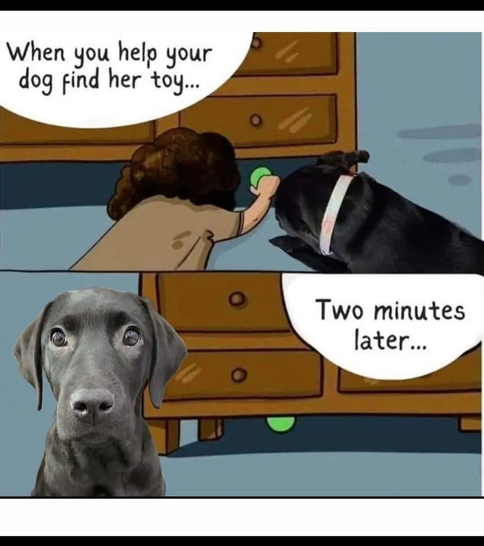 Aww dog damm it, you son of your mom - 9GAG