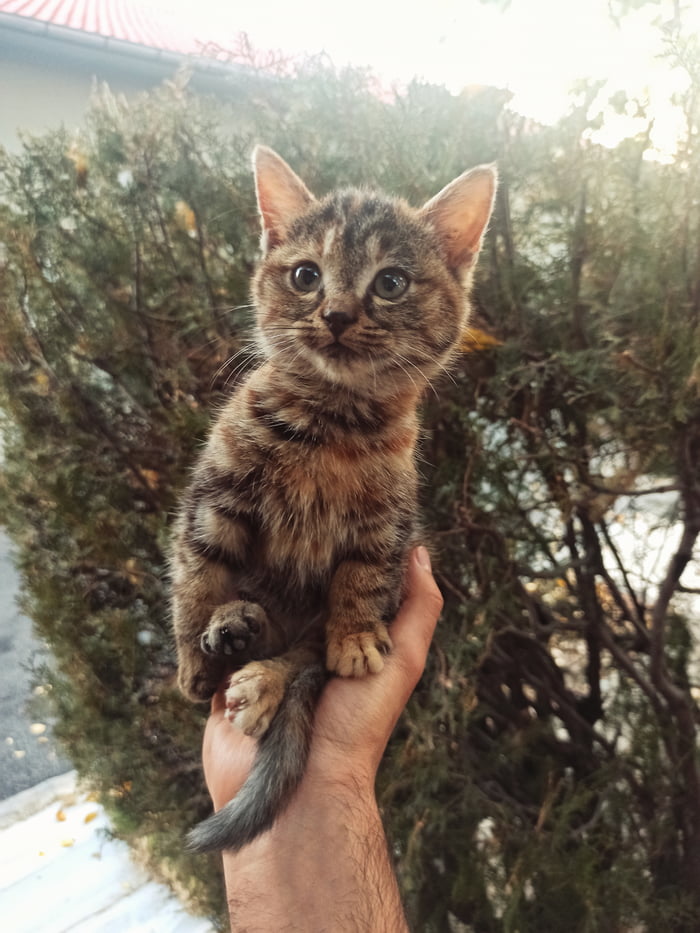 Pocket sized cat - 9GAG