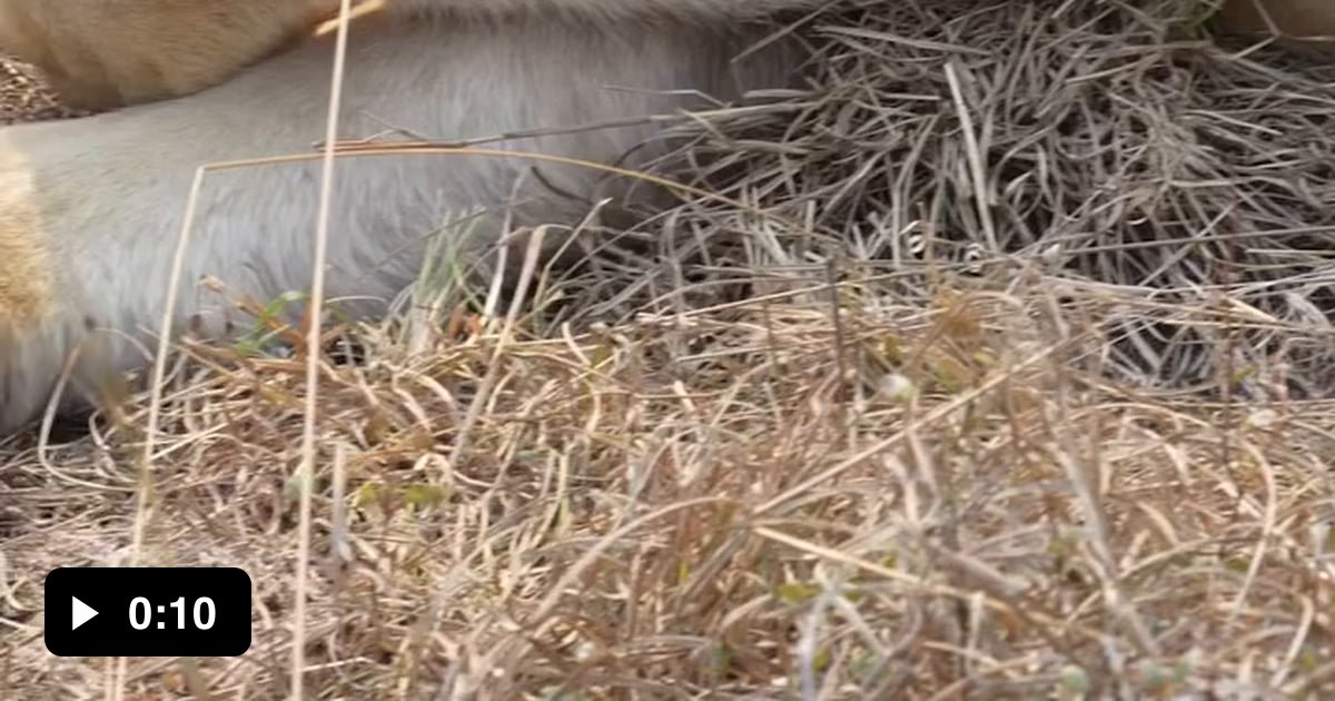 Somehow, Mufasa returned... - 9GAG