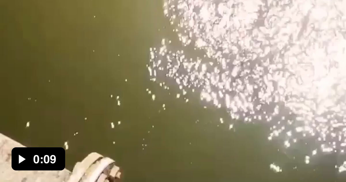 Fish has a car accident - 9GAG