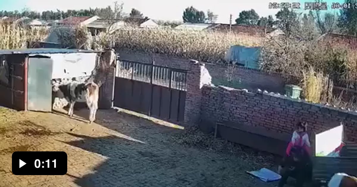 The cow was so excited - 9GAG