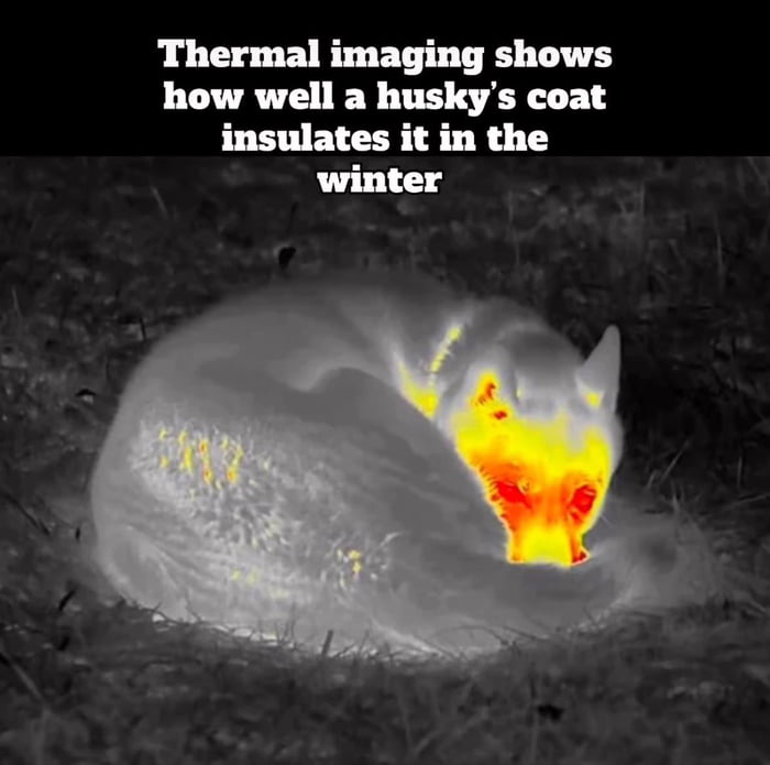This is how huskies stay warm in the cold weather - 9GAG
