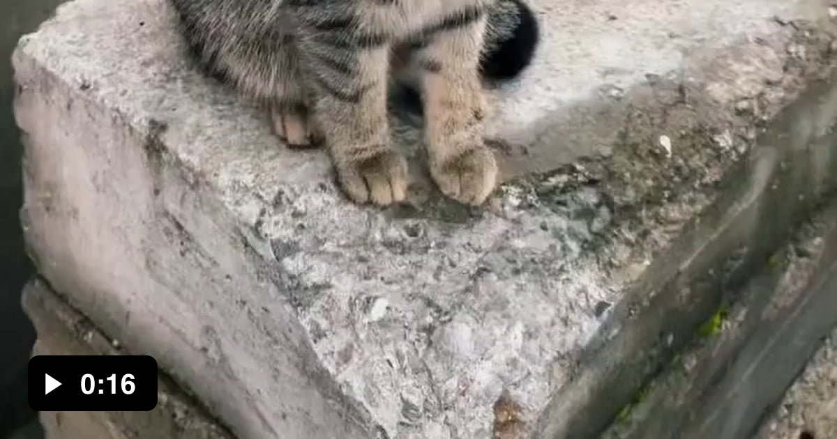 Angry meow meow - 9GAG