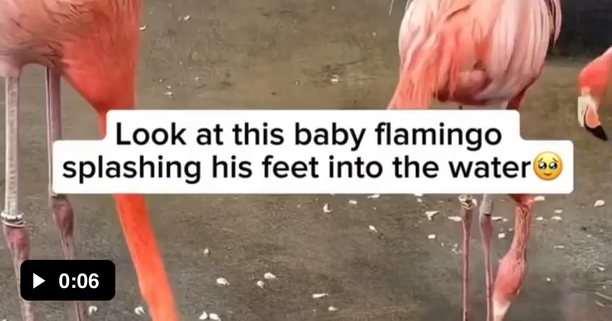 Flamingo 🦩 baby - 9GAG