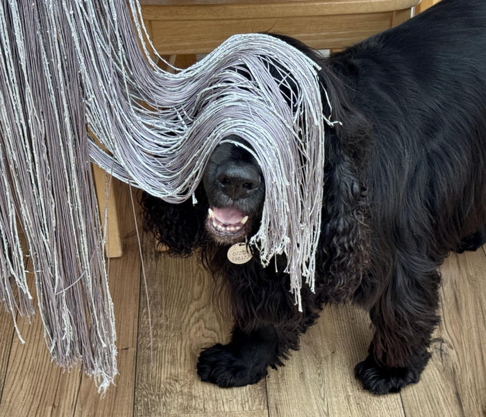 Very rare trancing Field Spaniel! - 9GAG