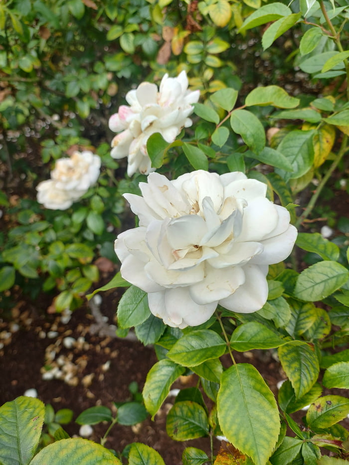 Sharing my flower gallery day 165 - 9GAG