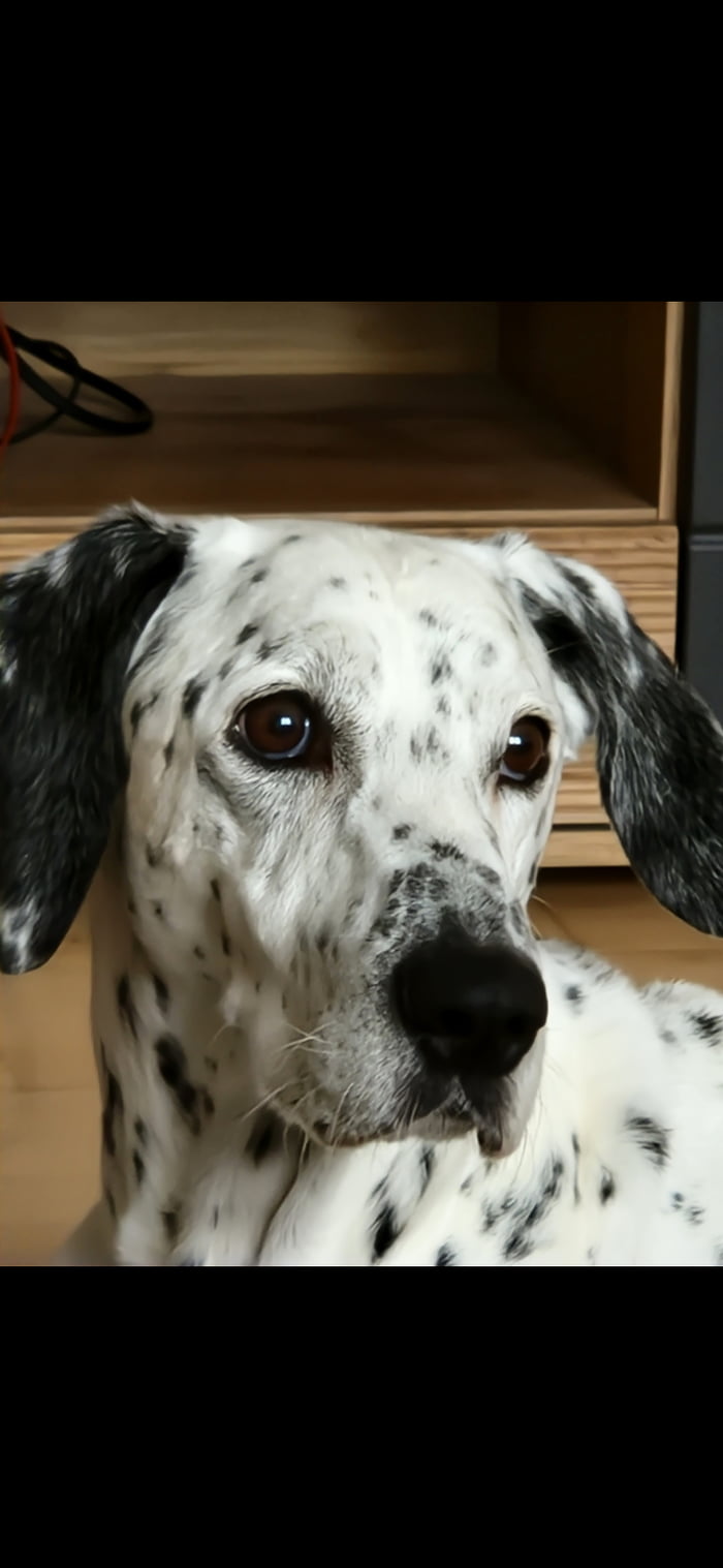 Today is the day we had to put our beloved Fiffi to sleep… He was by ...