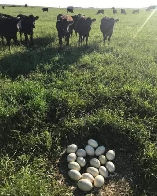 If you’re not sure where baby cows come from, here is a Cows nest. White eggs generally mean ...