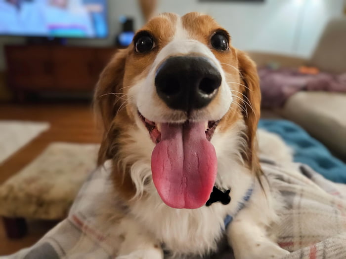 The happiest puppy! - 9GAG