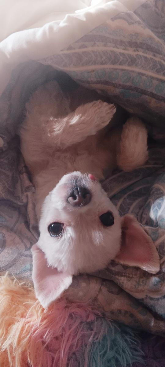 The Great White Bat, (Crepuscular chiroptera) also known as Shikaka - 9GAG