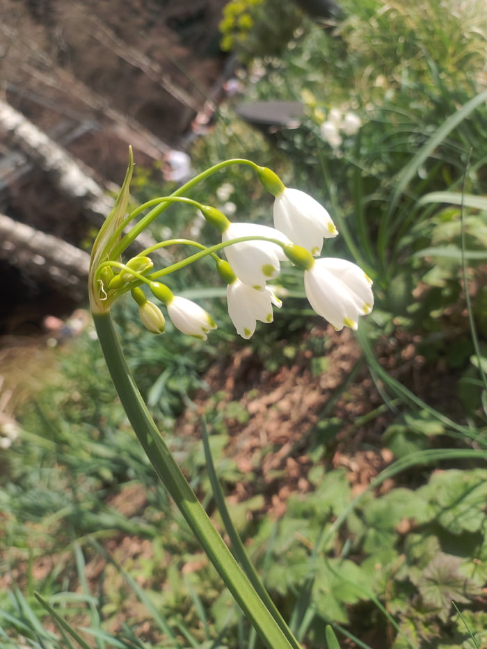 Sharing my flower gallery day 201 - 9GAG
