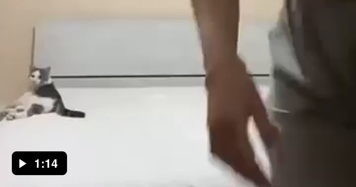 Life with cats - 9GAG