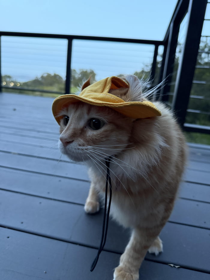 Mango has his hat to distract that it’s empty underneath - 9GAG