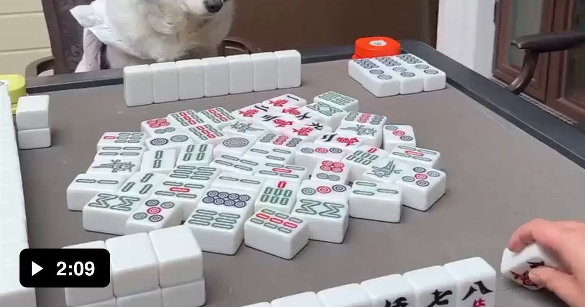 Dog plays Mahjong - 9GAG