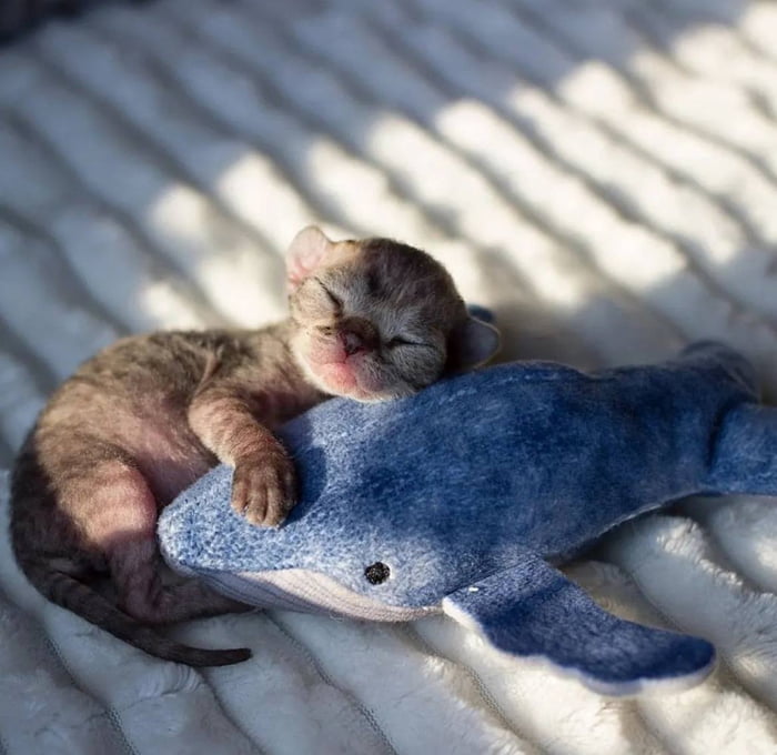 This is Kai and he is extra extra smol and so cute hugging his shark - 9GAG