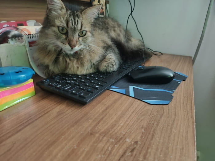 Software developer - 9GAG