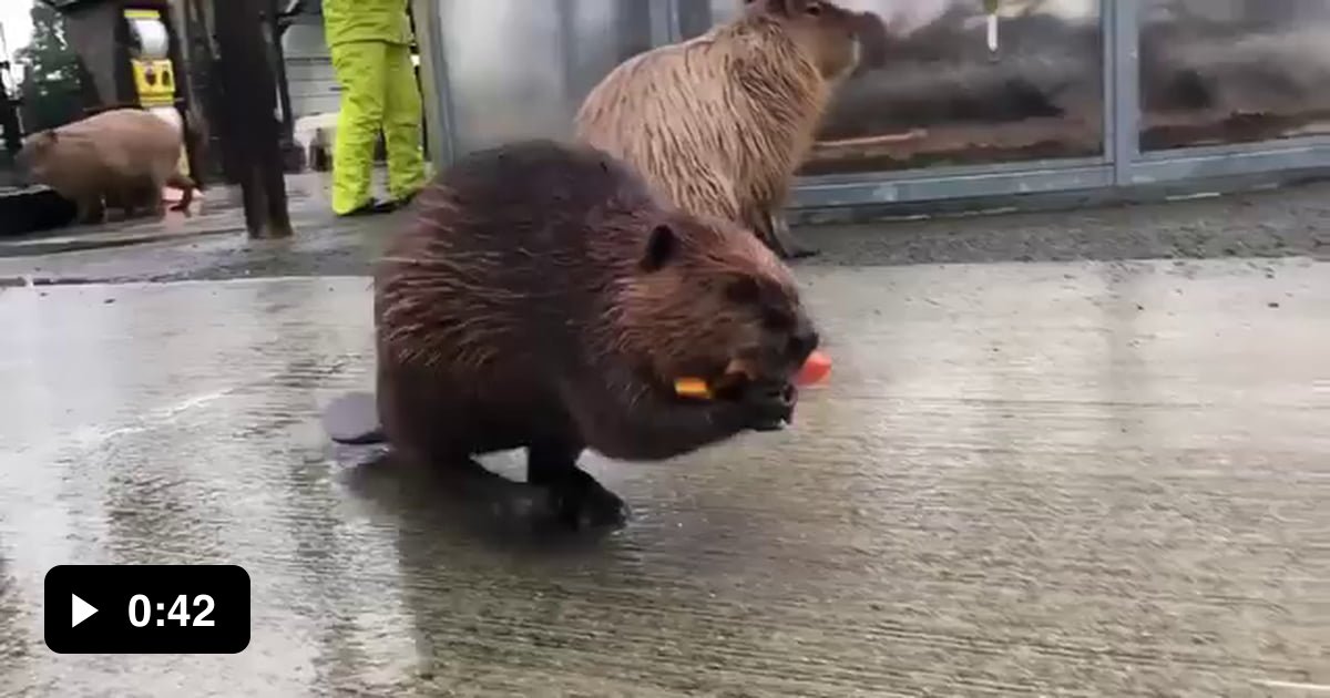 International bóbr day, kurwa! - 9GAG