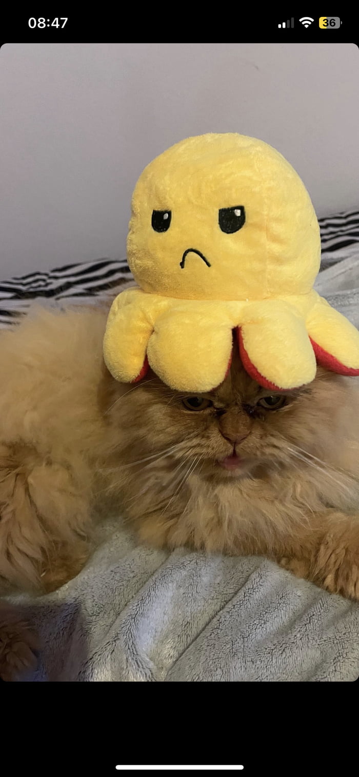 His name is paul 🥰 - 9GAG