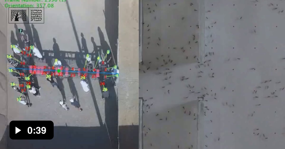 Turns out that humans beat ants at solving mazes individually, but ant ...