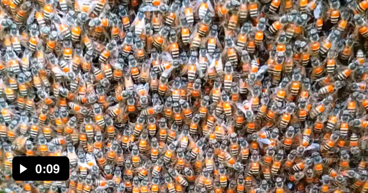 Thousand soldiers protecting their honey bee - 9GAG