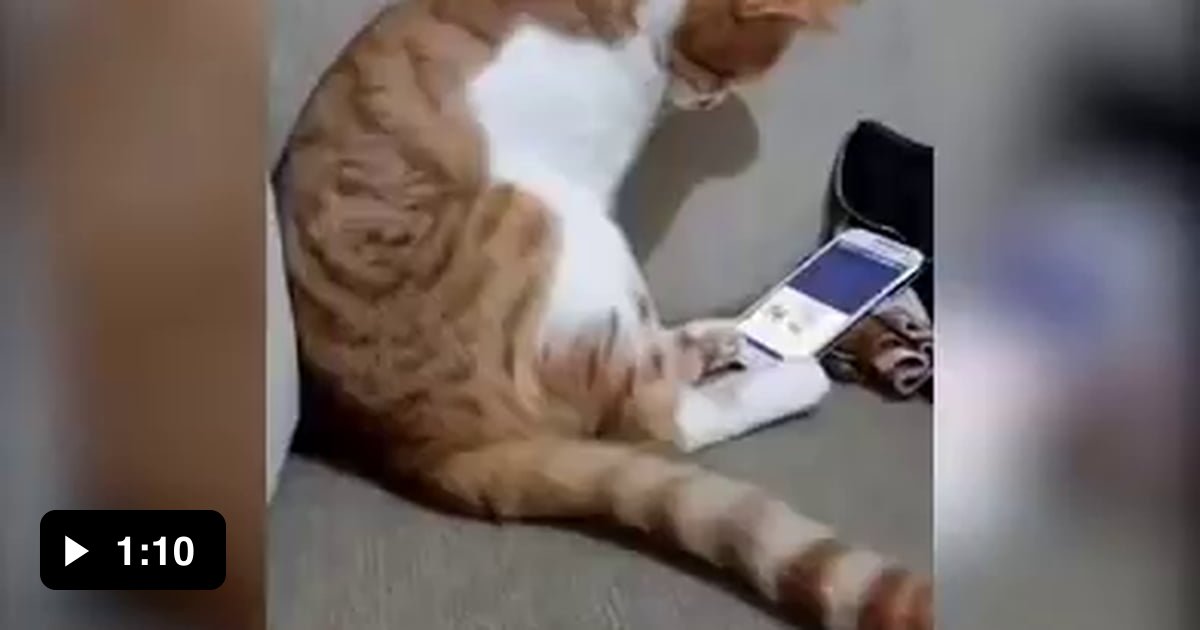 Old shit: Cat Seeing Her's Recently Deceased Owner On A Video; because ...