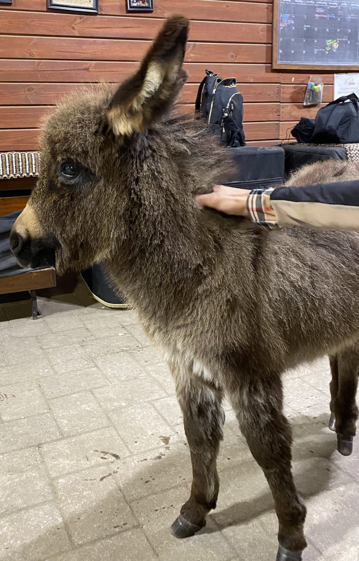 Look at this mini donk floofiness 🥰 - 9GAG
