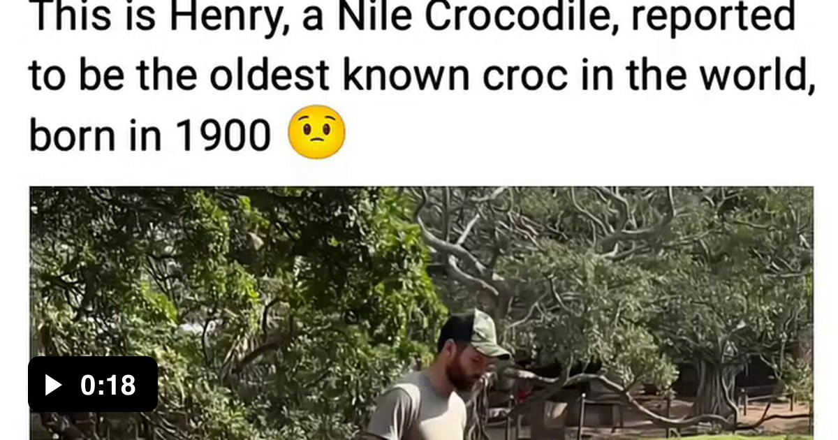 This is Henry, he weighs 1,540 pounds (700 kilo) and measures 16.4 feet ...