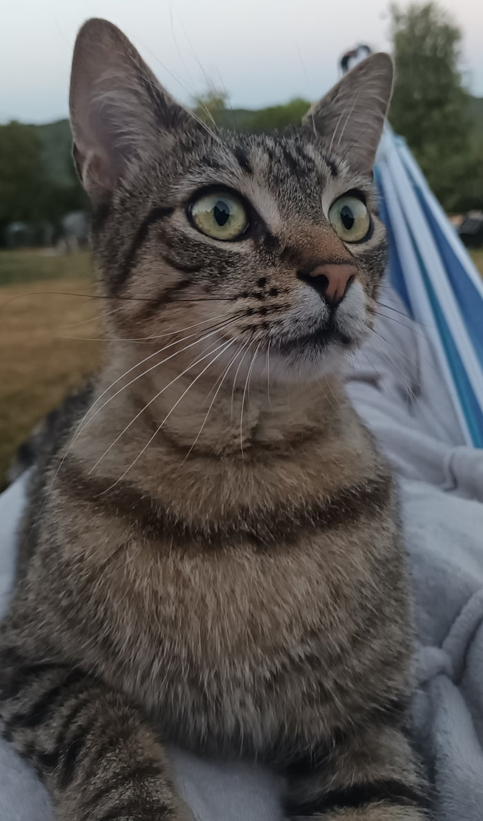 It's just for introduce to you my new cat, Odin. - 9GAG