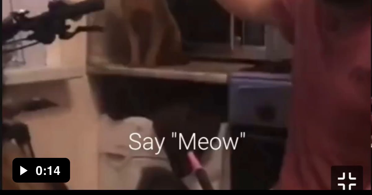 Say "meow" - 9GAG